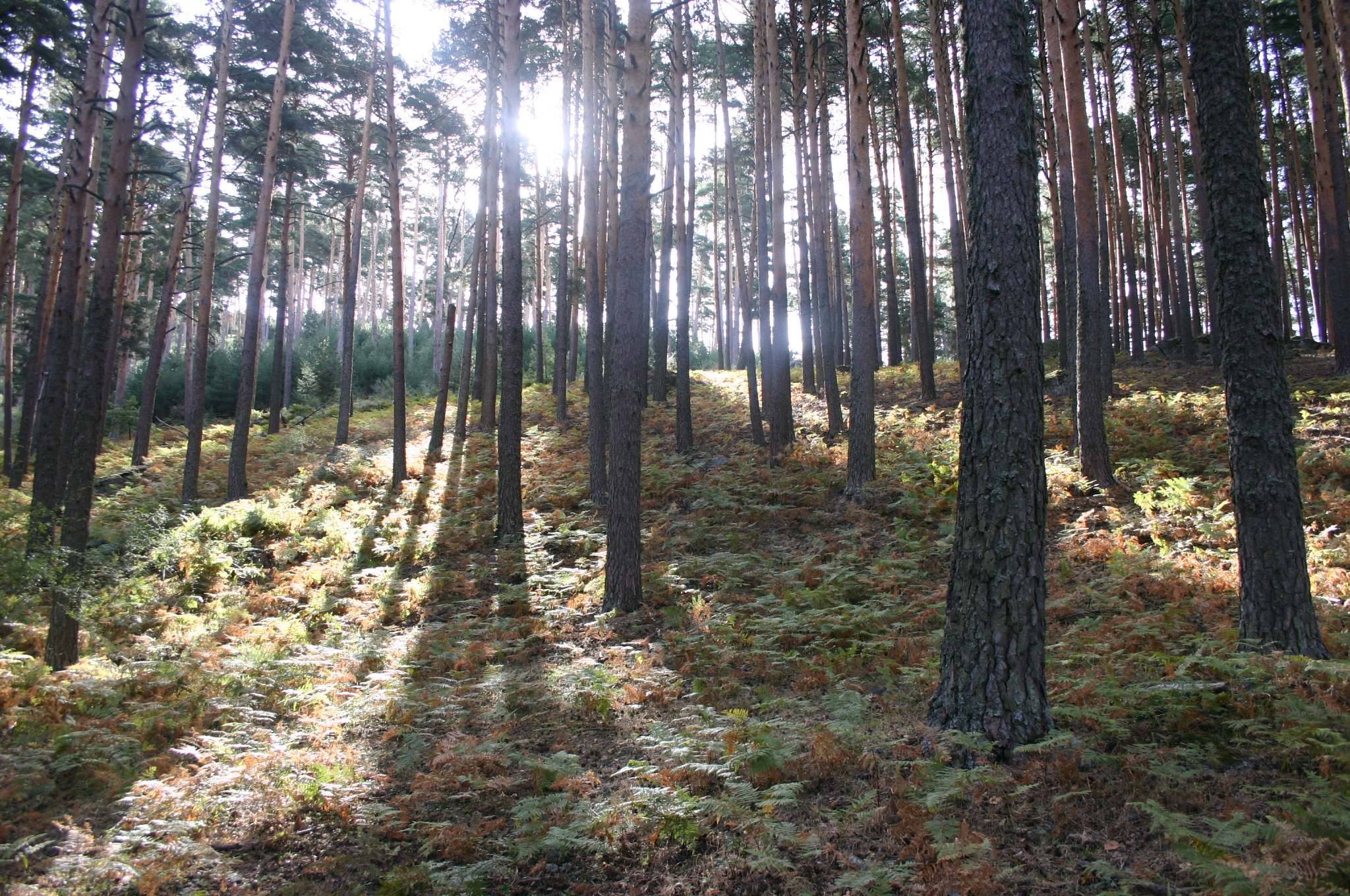 Pinar de Navafría , río Cega y Cascada del Chorro