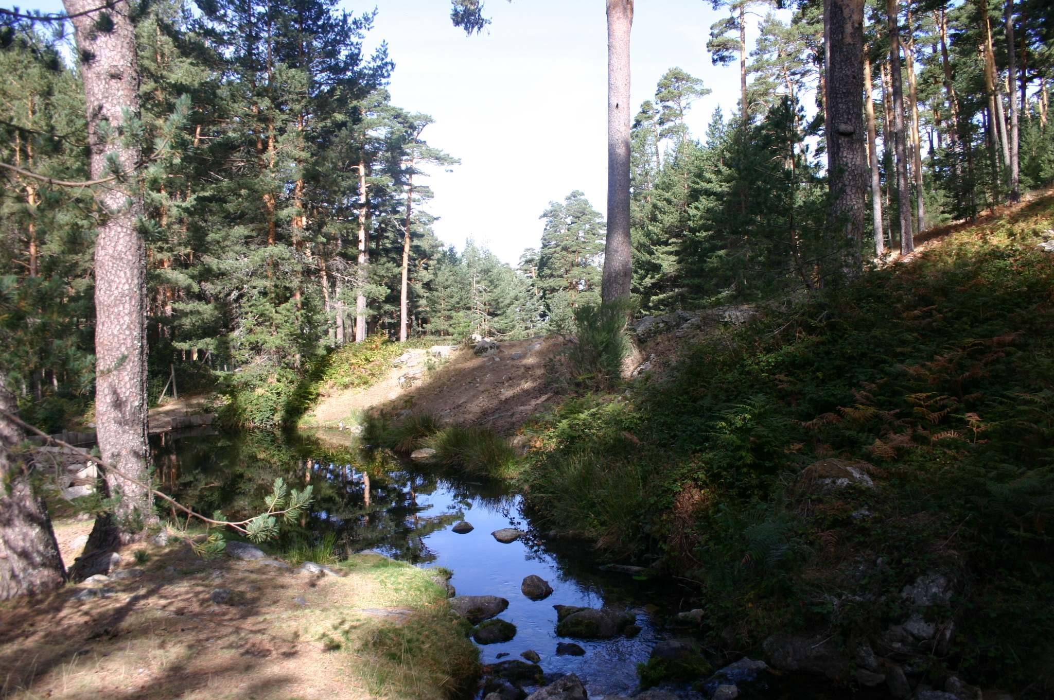 Pinar de Navafría , río Cega y Cascada del Chorro