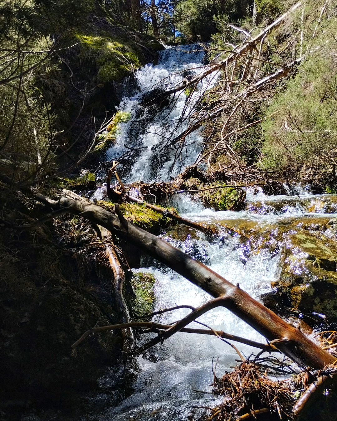 Pinar de Navafría , río Cega y Cascada del Chorro